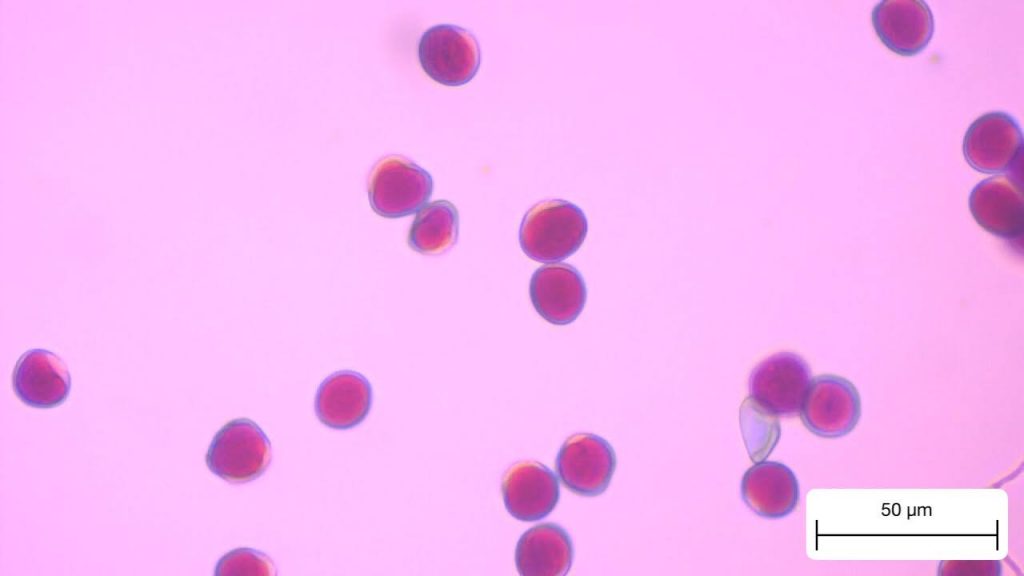 Pollen viability test – nemlab