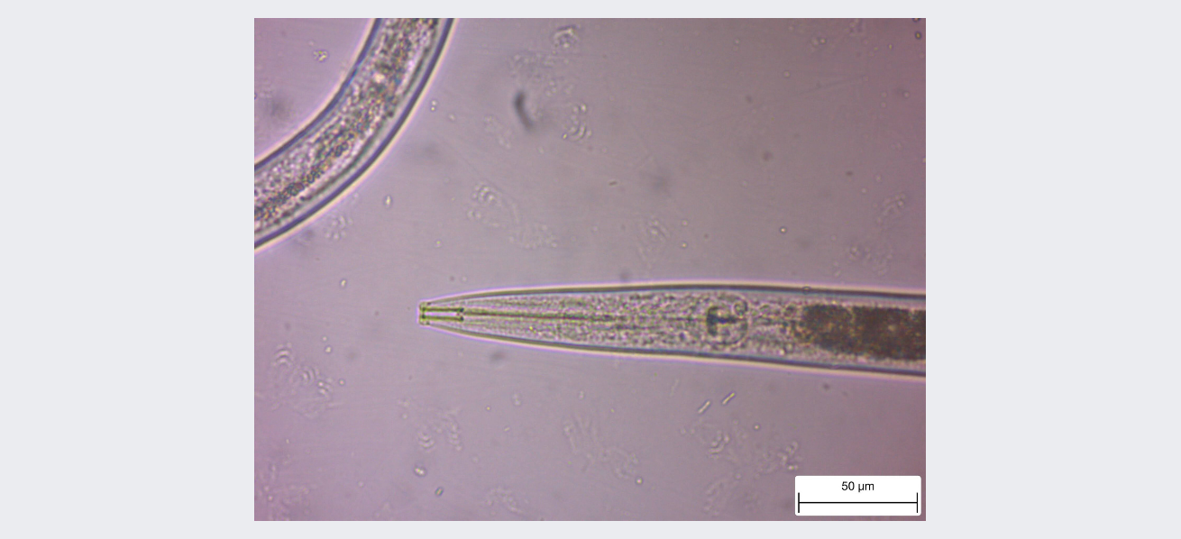 Bacteriovores: Rhabditidae – nemlab
